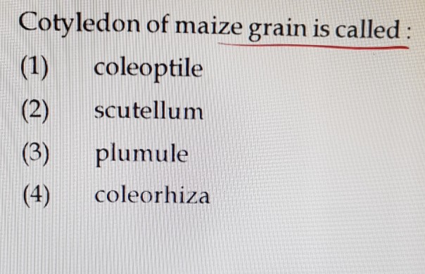 Solved Cotyledon of maize grain is called (1) coleoptile (2) | Chegg.com