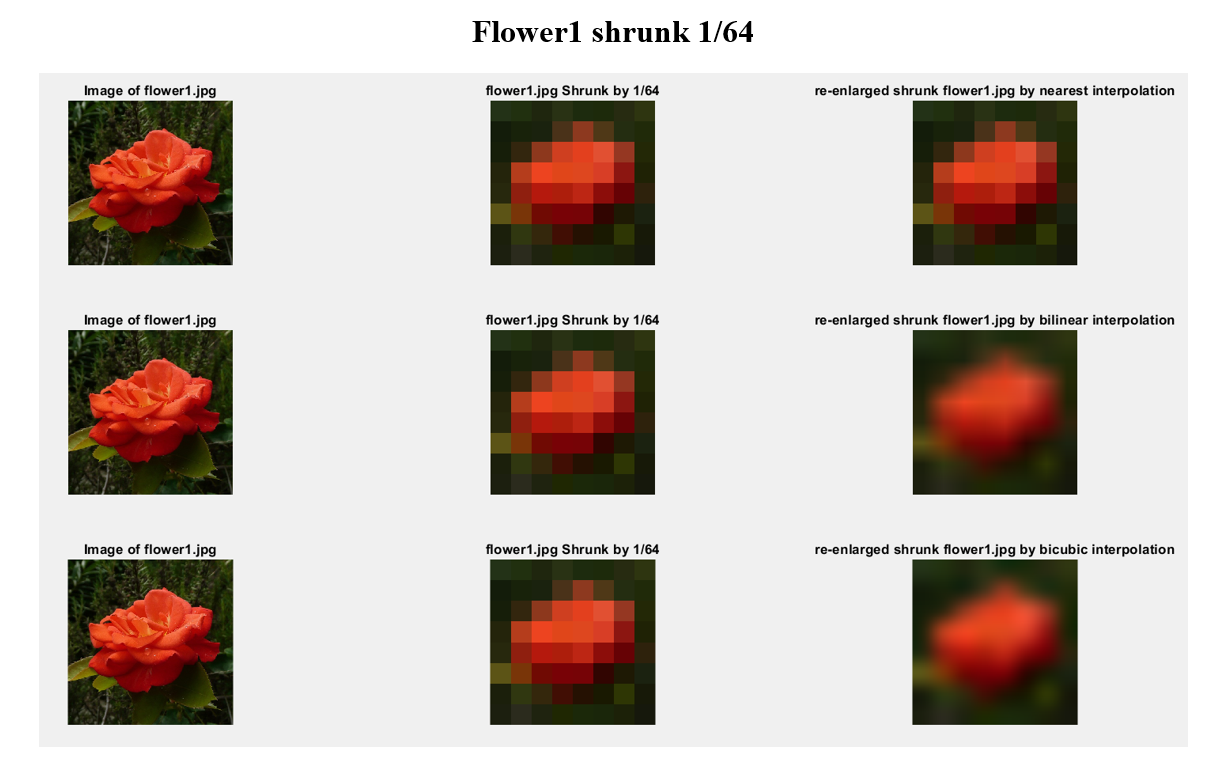 Solved Flower1 shrunk 1/32 re-enlarged shrunk flower1.jpg by | Chegg.com