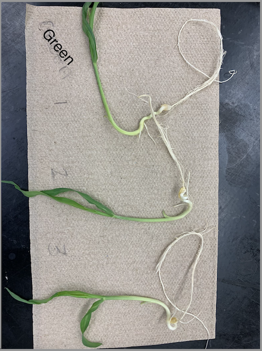Solved What part of this is the coleoptile, mesocotyl, root, | Chegg.com