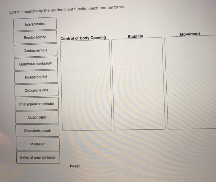 Solved Sort the muscles by the predominant function each one | Chegg.com