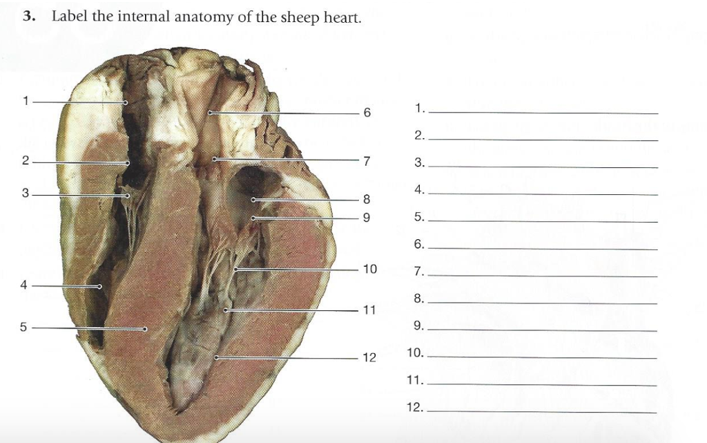 Solved 3 Label The Internal Anatomy Of The Sheep Heart 6 Chegg