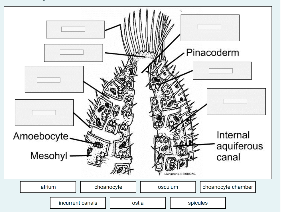 Solved Wild Pinacoderm Amoebocyte Internal aquiferous canal | Chegg.com
