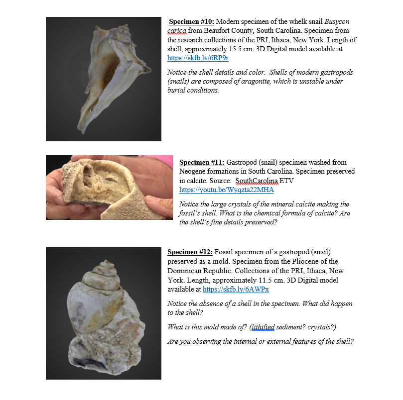Specimen #1: Marine coprolite (reptile or fish) from | Chegg.com