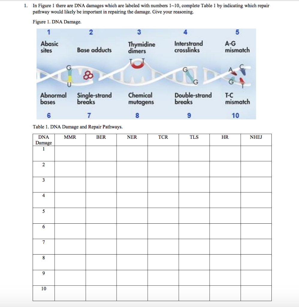 Solved 1. In Figure 1 there are DNA damages which are | Chegg.com