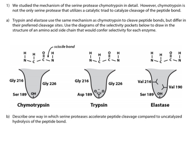 Solved 1) We studied the mechanism of the serine protease | Chegg.com