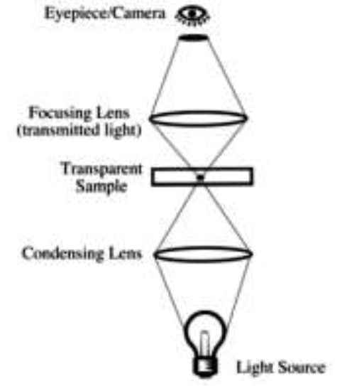 Solved 1. The following diagram shows an optical microscope | Chegg.com