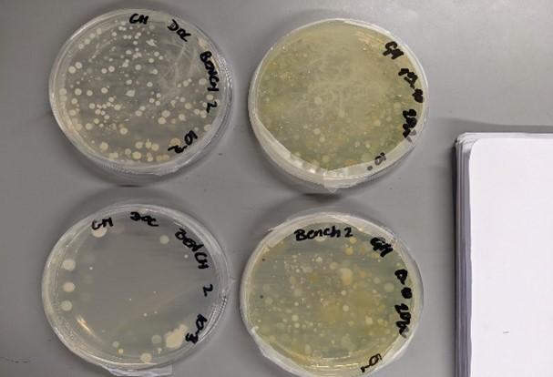 Solved On the EMB and R2A plates above, cfu's of 26,000 and | Chegg.com