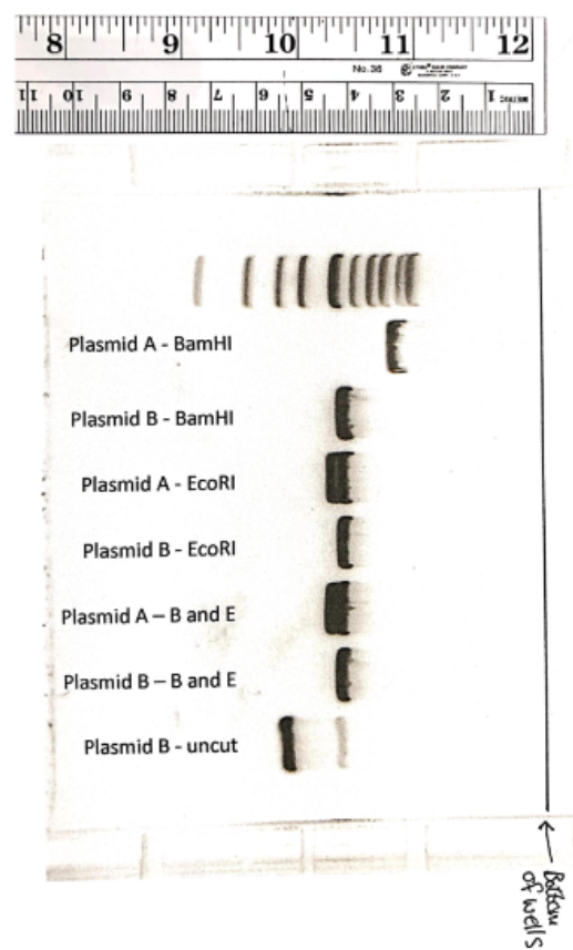 Solved Using the data, create a graph of log size vs. | Chegg.com