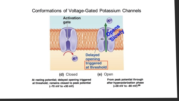 Solved Excitatory presynaptic inputs (a) No (b)Temporal (c) | Chegg.com