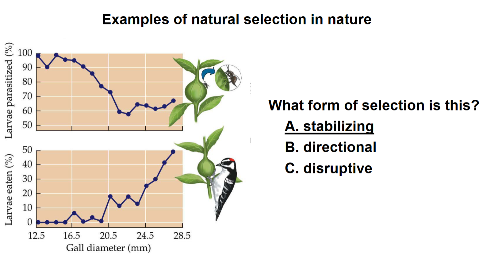 Solved Examples of natural selection in nature What form of | Chegg.com