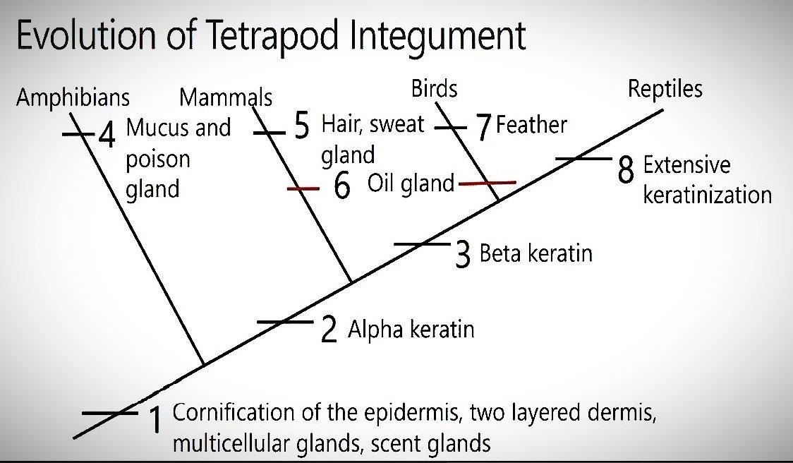 Solved Reptiles Evolution of Tetrapod Integument Amphibians | Chegg.com