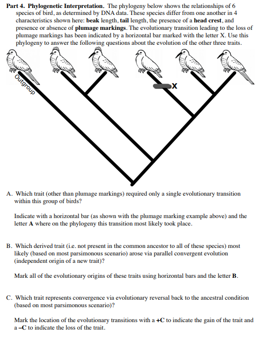 Solved Part 4. Phylogenetic Interpretation. The phylogeny | Chegg.com