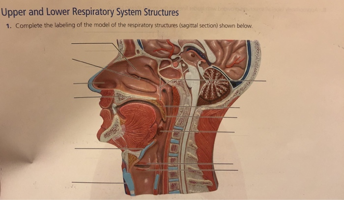 Solved Upper and Lower Respiratory System Structures 1. | Chegg.com