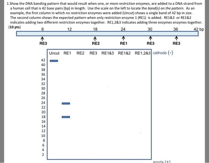 Solved Show the DNA banding pattern that would result when | Chegg.com