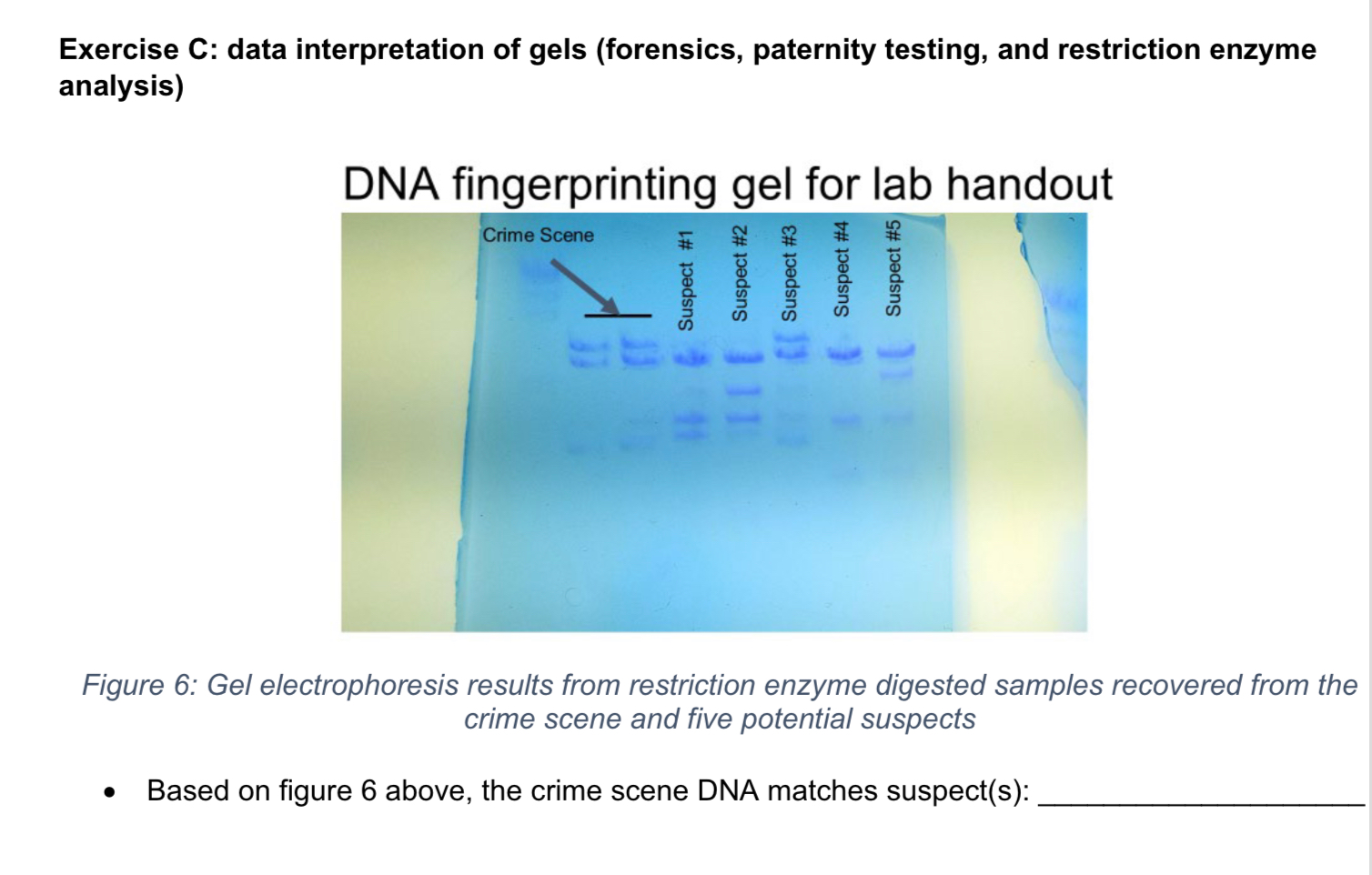 Solved Exercise C: data interpretation of gels (forensics, | Chegg.com
