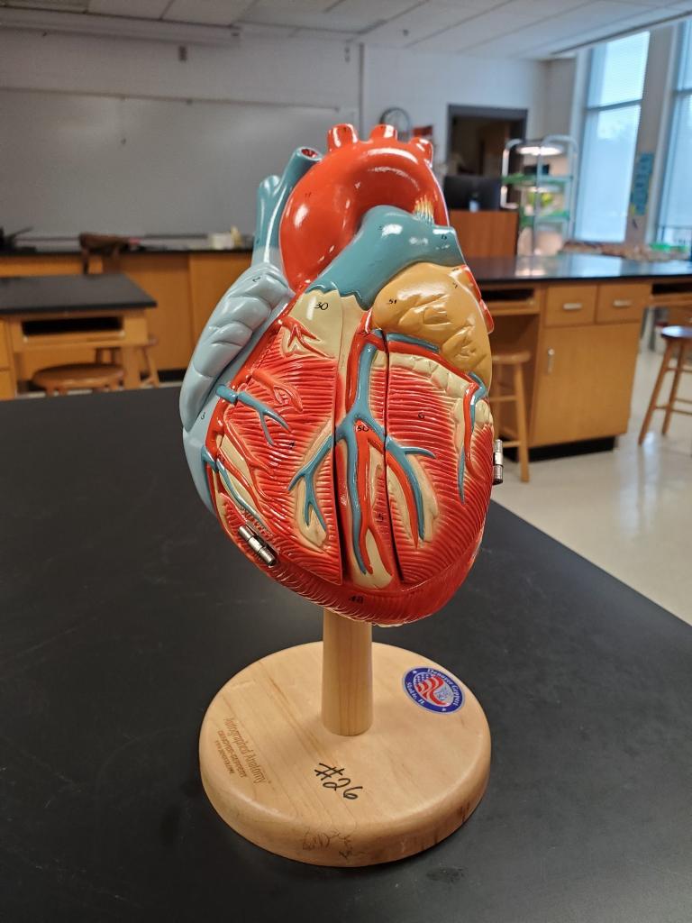 Solved 96# Autographed Anatomy #26 Autographed Anatomy des | Chegg.com