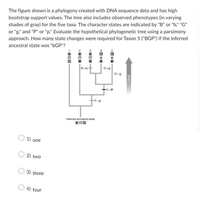 Solved The figure shown is a phylogeny created with DNA | Chegg.com