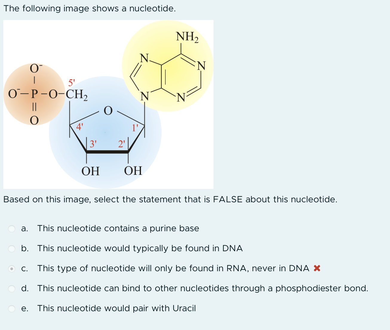 Solved The following image shows a nucleotide.Based on this | Chegg.com