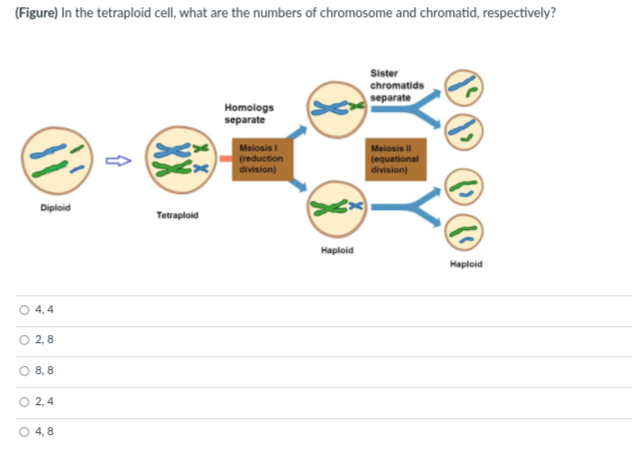 Solved (Figure) In the tetraploid cell, what are the numbers | Chegg.com