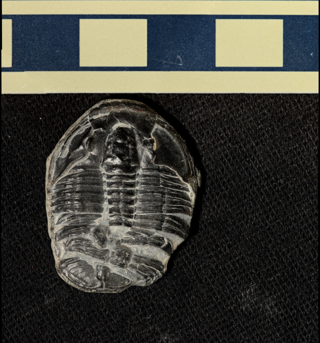 Solved Based on the fossils given in the interactive | Chegg.com