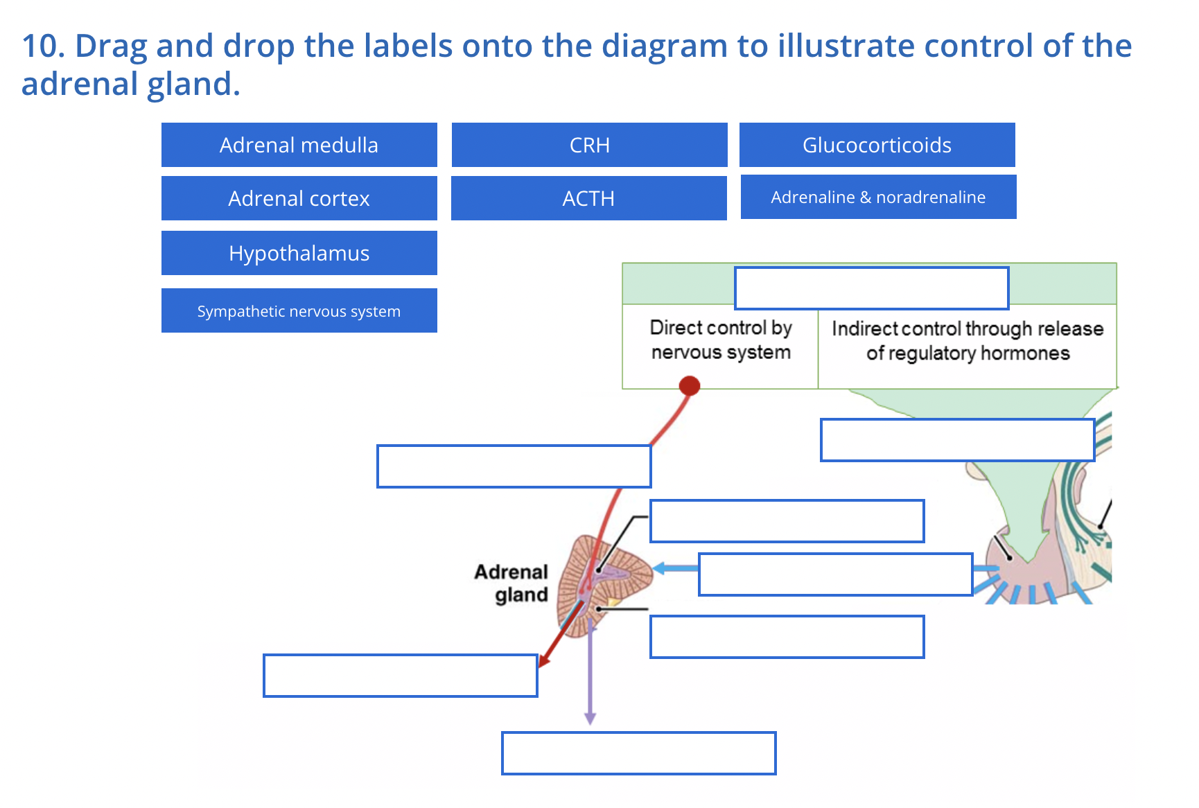 Solved 10. ﻿Drag and drop the labels onto the diagram to | Chegg.com