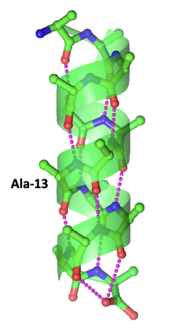 Solved Residue Ala-13 has been marked in the figure below. | Chegg.com