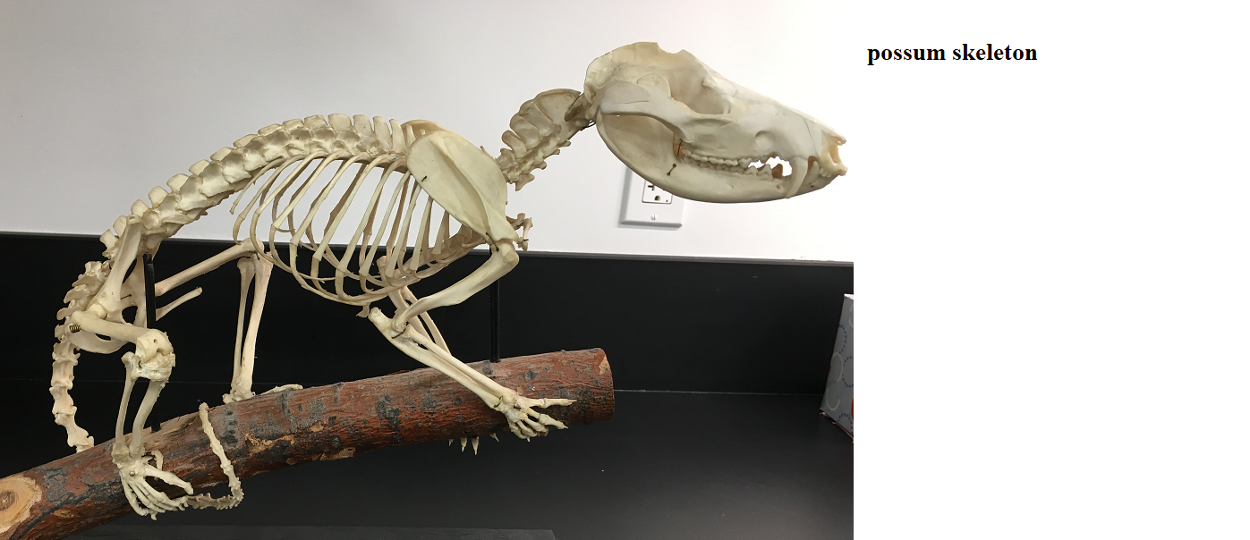 Possum Skeleton Diagram