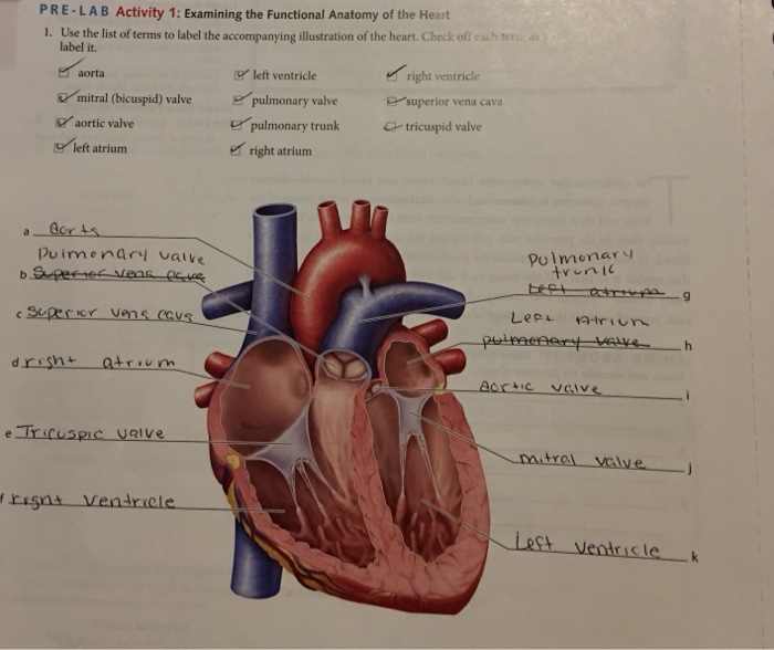 Solved PRE-LAB Activity 1: Examining the Functional Anatomy | Chegg.com Solved PRE-LAB Activity 1: Examining the Functional Anatomy | Chegg.com