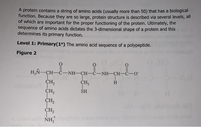 Solved A protein contains a string of amino acids (usually | Chegg.com