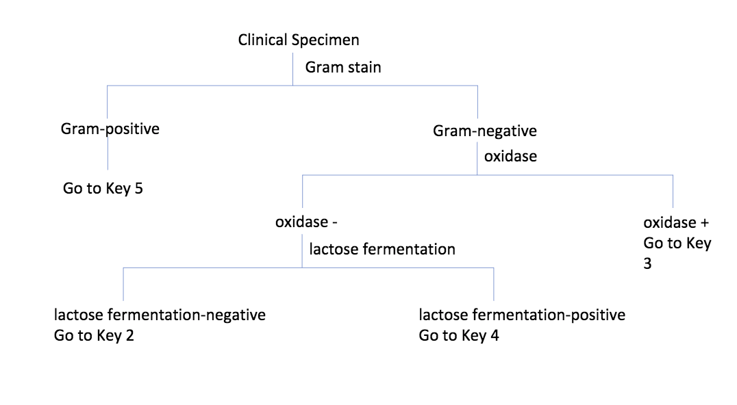 Solved Patient ID Sex Age Signs/symptoms, Tentative | Chegg.com