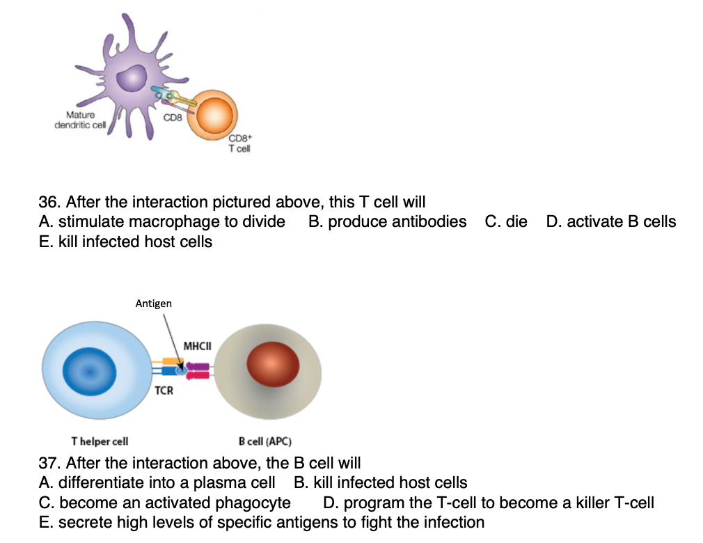 Solved Mature dendritic cell CD8 CD8+ T cell 36. After the | Chegg.com