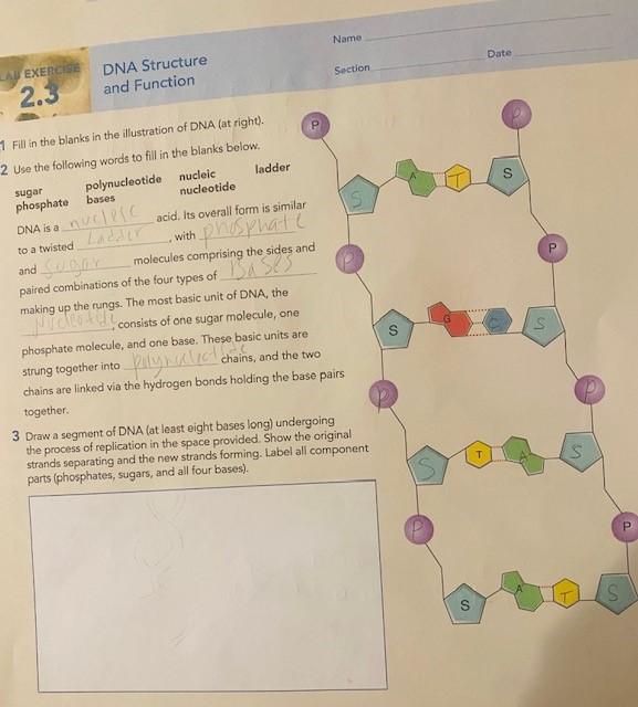 Solved Fill in the blanks in the illustration of DNA (at | Chegg.com