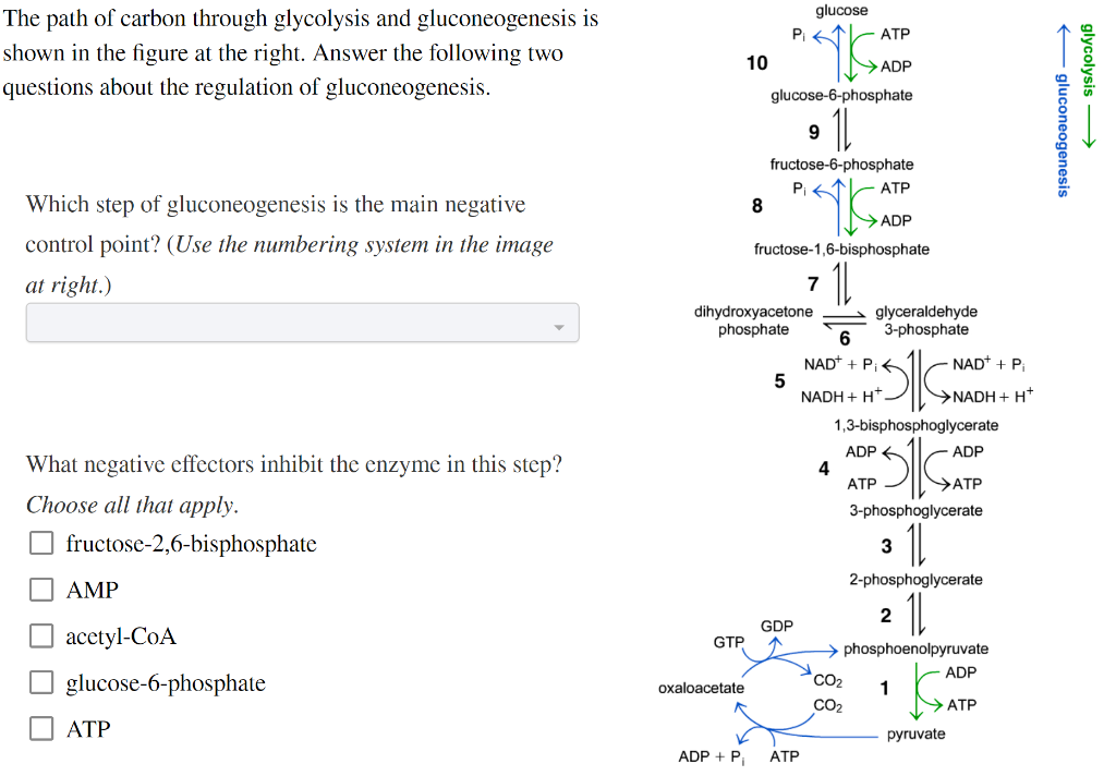 Solved The path of carbon through glycolysis and | Chegg.com