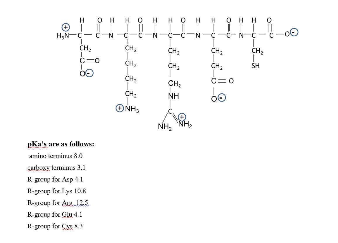 Solved The structure of a peptide consisting of the amino | Chegg.com
