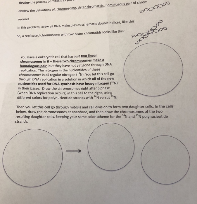Solved Review the process of mitosis ds you Review the | Chegg.com