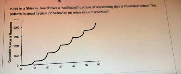 Solved A rat in a Skinner box shows a "scallopod patrem ot | Chegg.com