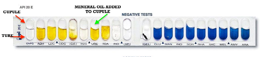Solved For the Api 20 E test… a)How does filling the both | Chegg.com
