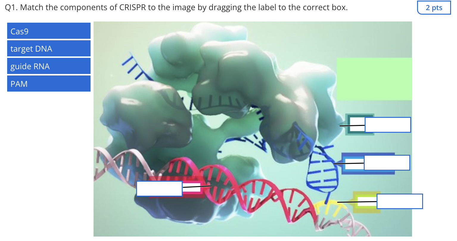 Q1. Match the components of CRISPR to the image by | Chegg.com