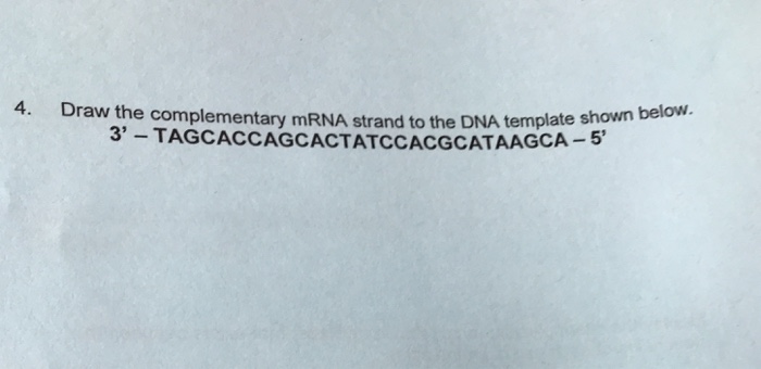Solved 4. Draw the complementary mRNA strand to the DNA | Chegg.com