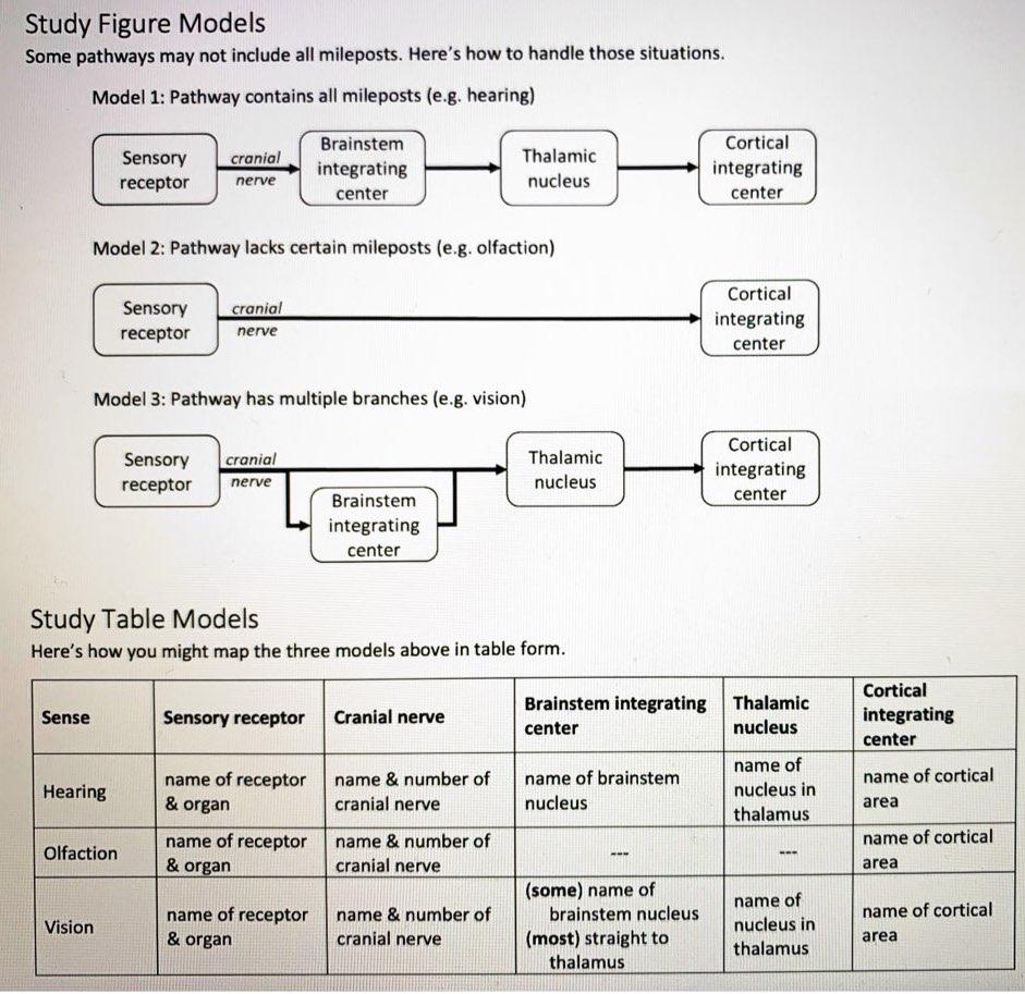 Solved Create a Sensory Pathways Study Figure or Study | Chegg.com