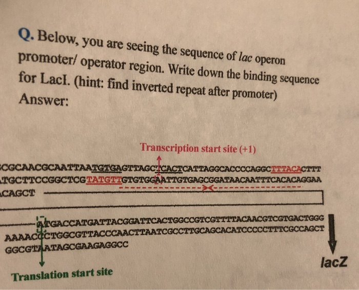 Solved Q. Below, you are seeing the sequence of lac operon | Chegg.com