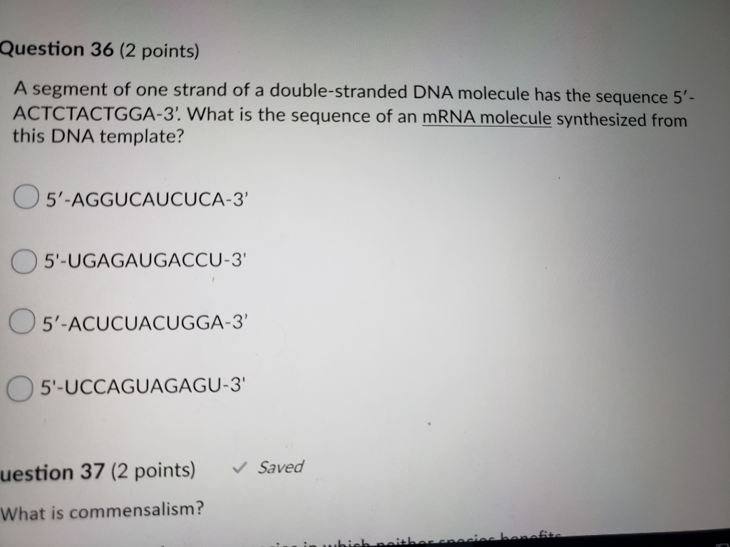 Solved Question 36 (2 points) A segment of one strand of a | Chegg.com Solved Question 36 (2 points) A segment of one strand of a | Chegg.com