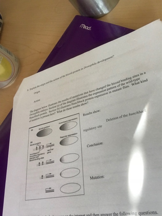 ilustrates the results of mutations that have changed | Chegg.com
