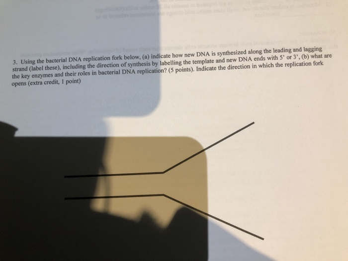 Solved 3. Using the bacterial DNA replication fork below, | Chegg.com