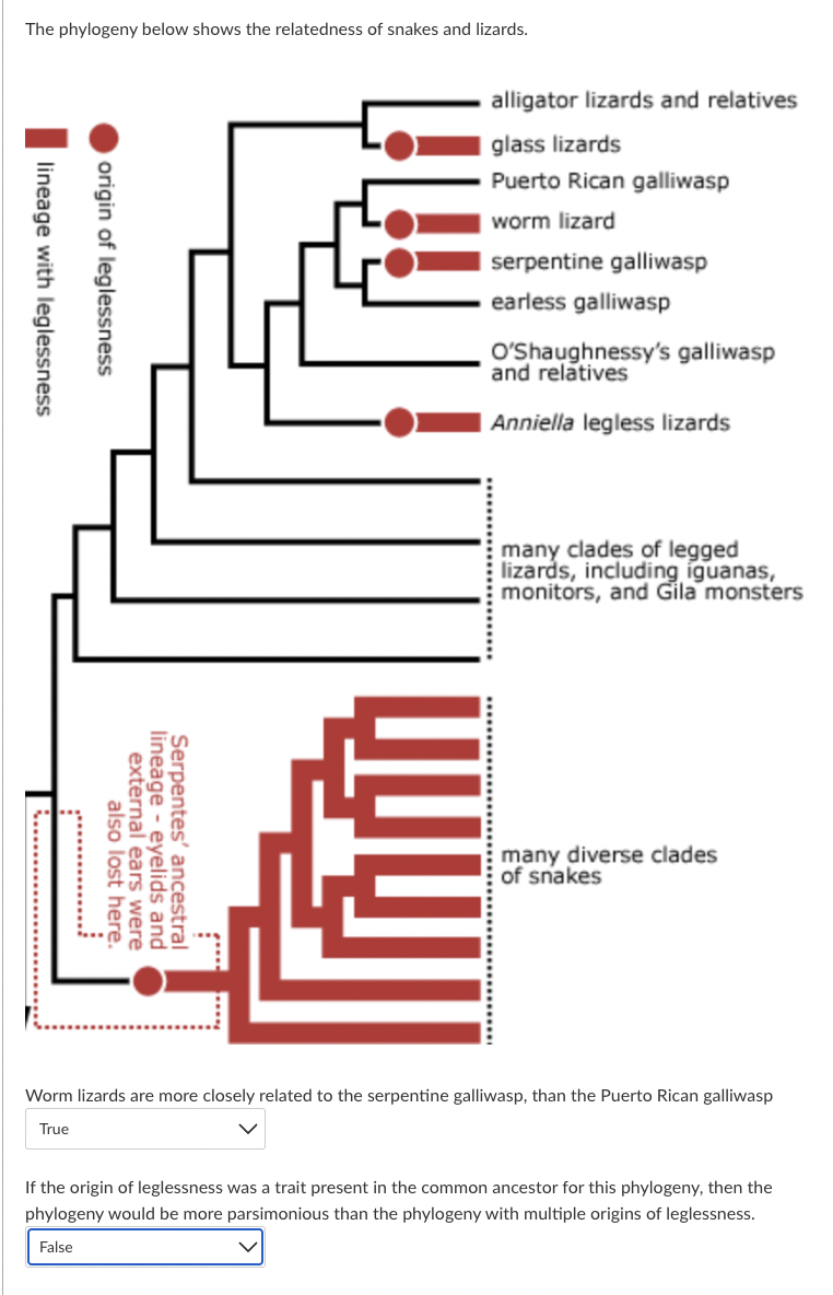 Solved The phylogeny below shows the relatedness of snakes | Chegg.com