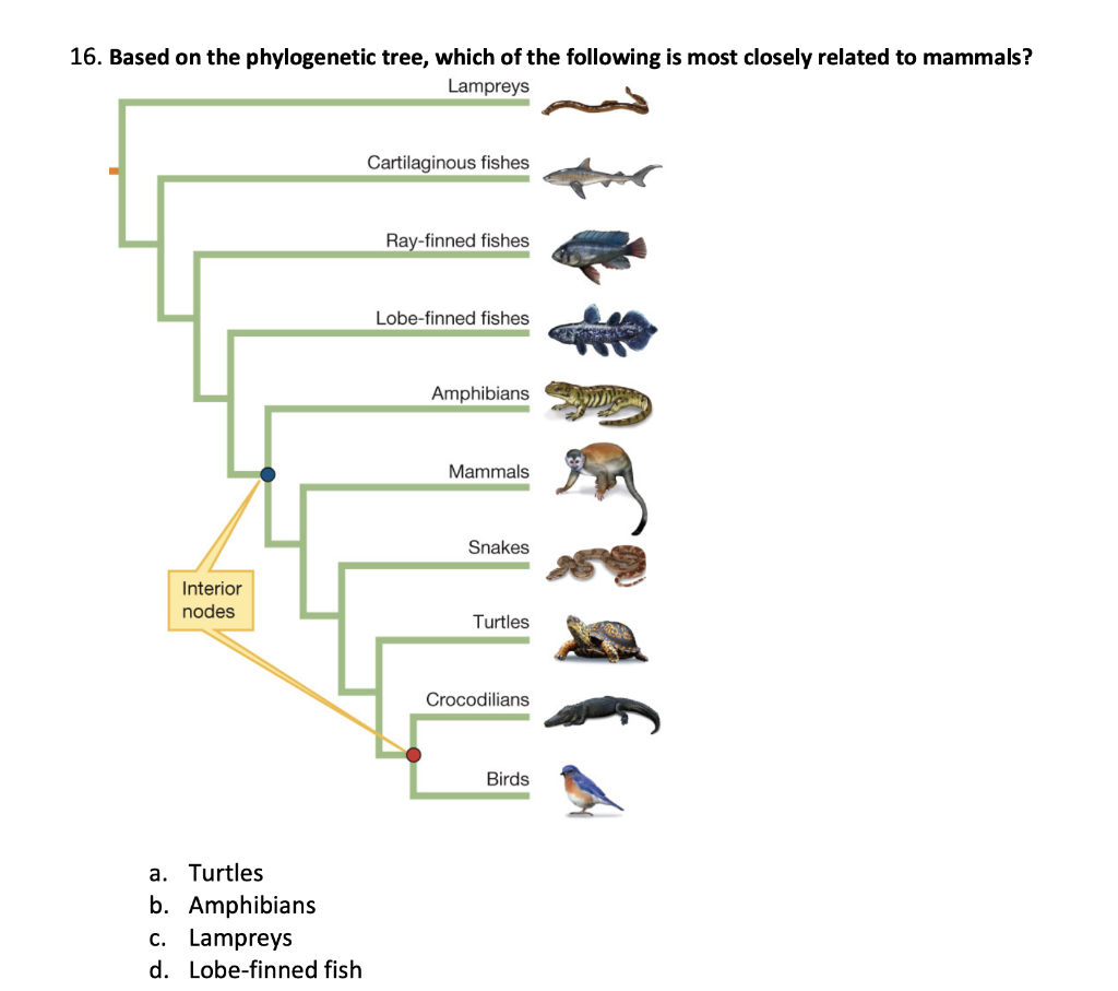 Solved 16. Based on the phylogenetic tree, which of the | Chegg.com