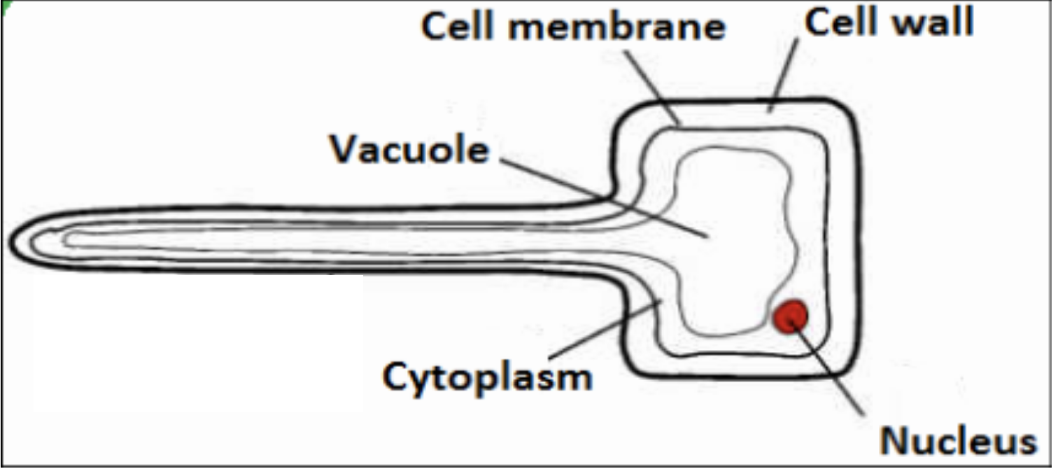 Solved 3. Look at the image of a cell below and answer the | Chegg.com