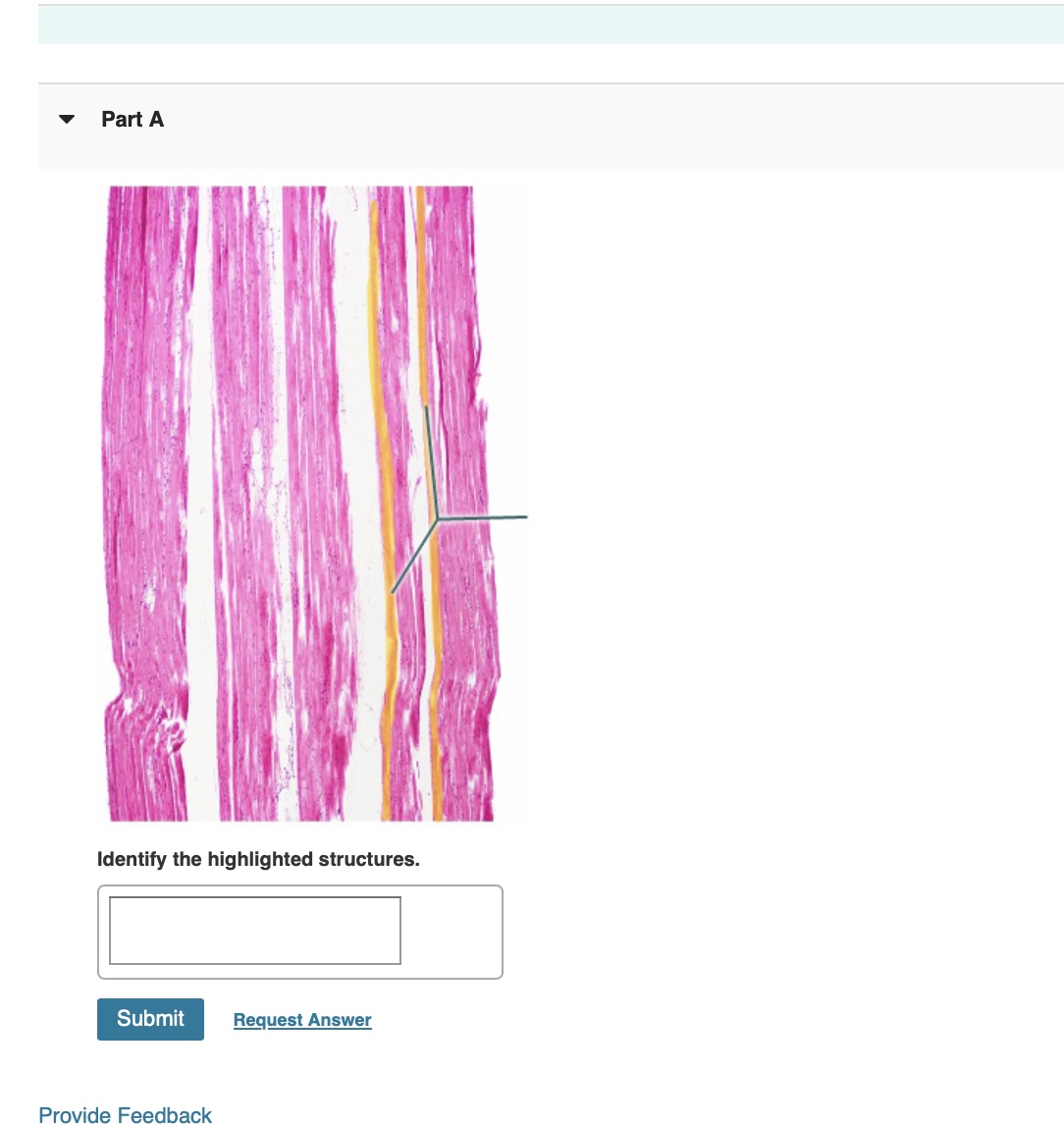 Solved Identify the highlighted structures. | Chegg.com