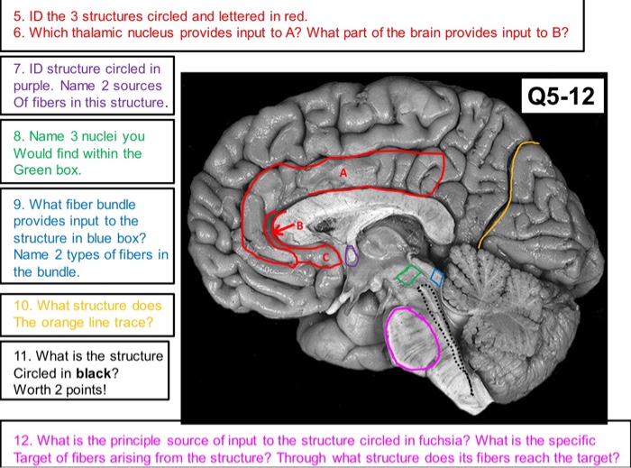 Solved 5. ID the 3 structures circled and lettered in red. | Chegg.com