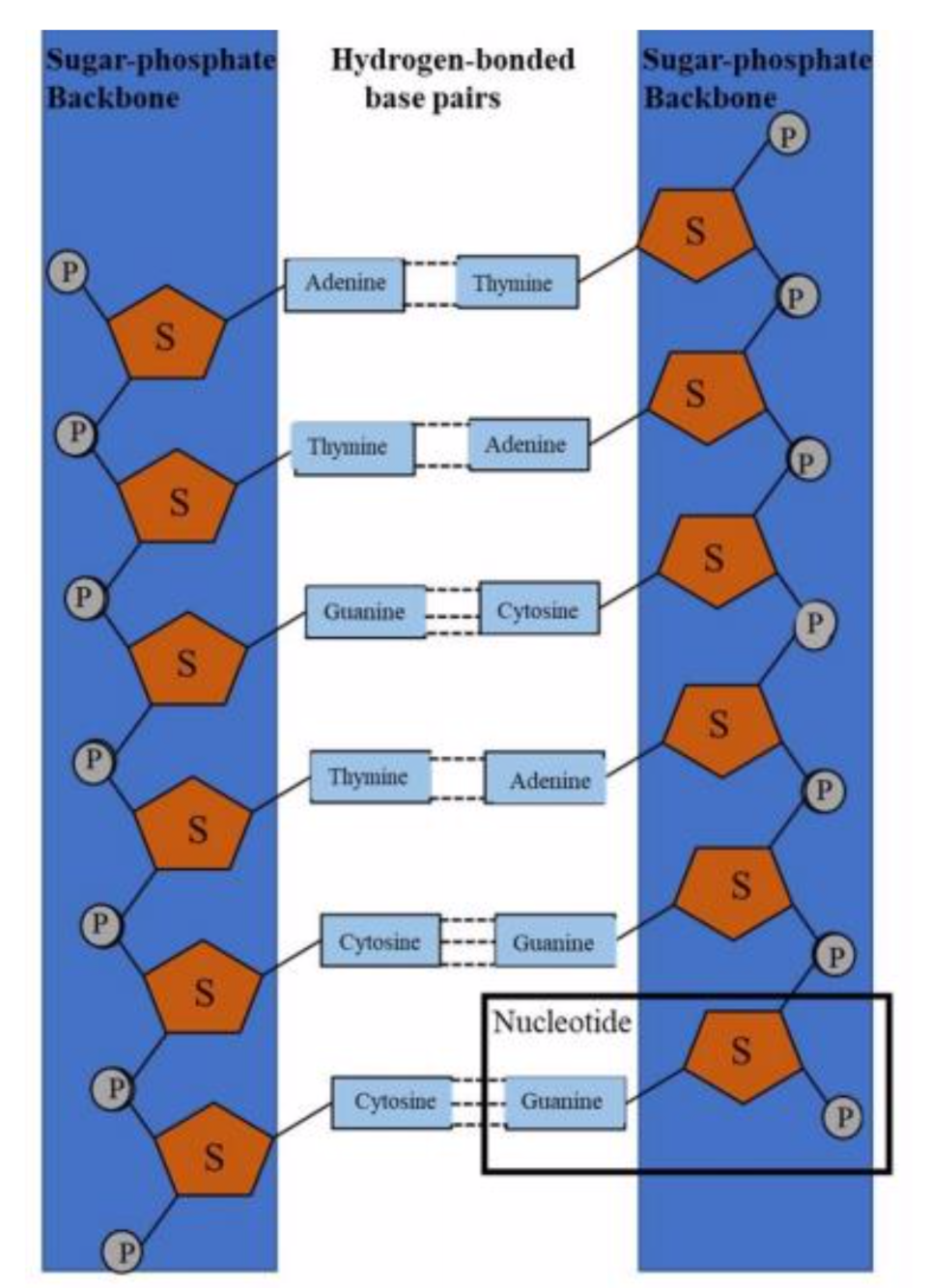 Solved Sugar-phosphate Hydrogen-bonded Backbone base pairs | Chegg.com
